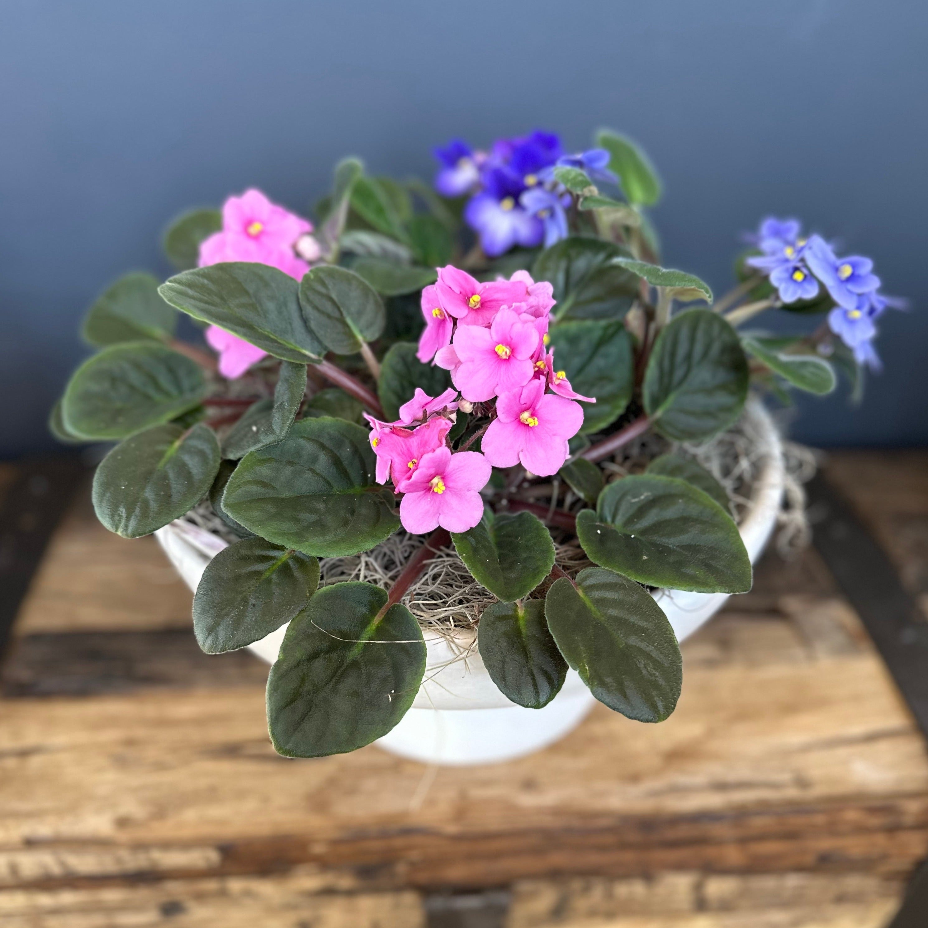 African Violets Garden - RFD